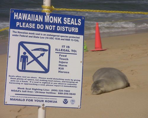 The Monk Seal Project